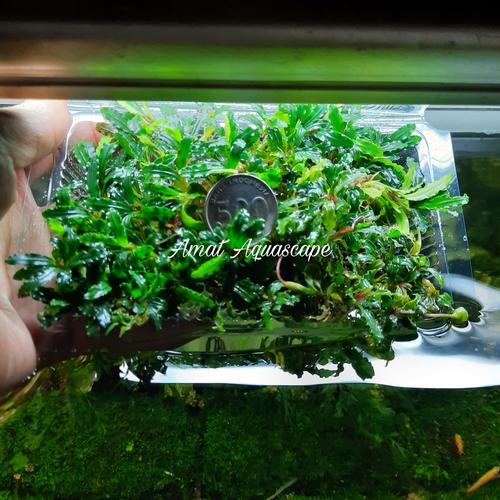 Jual Bucephalandra Mini Catherine | Buce Mini Mika | Tanaman Aquascape ...