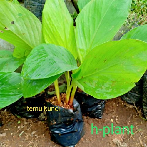 Jual tanaman temu kunci for herbal - Kota Bogor - Herbaplantstore ...