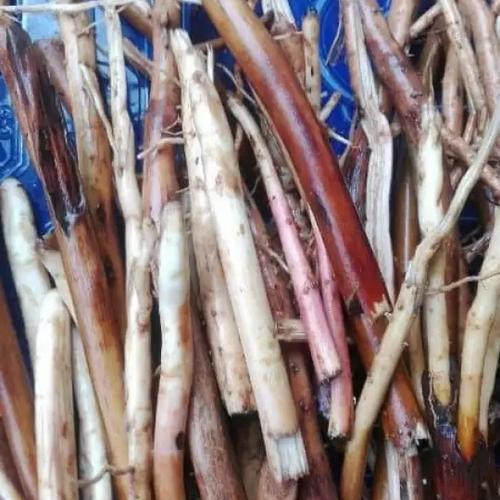 Jual akar pohon aren segar 500gram - Kab. Bandung Barat - Rizki ...