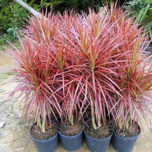 Jual Dracaena Marginata Tricolor / Tanaman Hias Dracena Tricolor Merah ...
