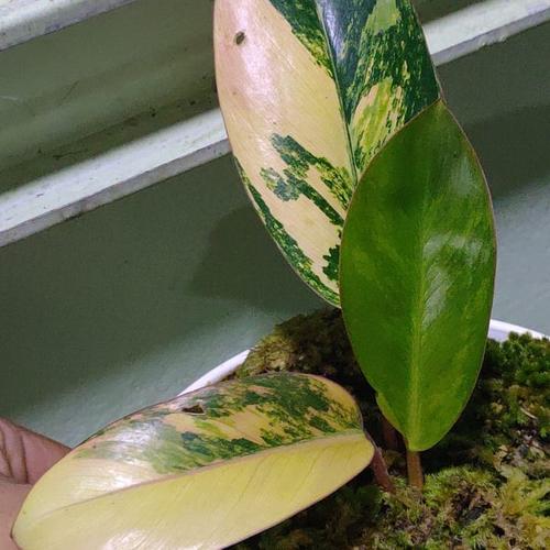 Jual yellow congo varigata rare marble philodendron tanaman - Kab ...