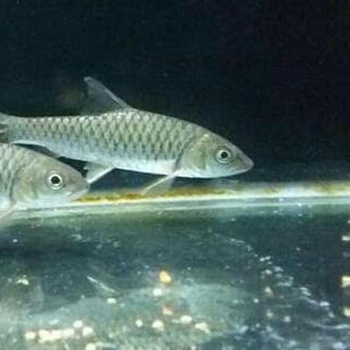 Jual ikan dewa mahseer kancra tankmate - Jakarta Timur - san arwana ...