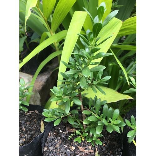 Jual BIBIT SANTIGI MAWAR MICRO / SANTIGI MAWAR DARI BIJI - S - Kab ...