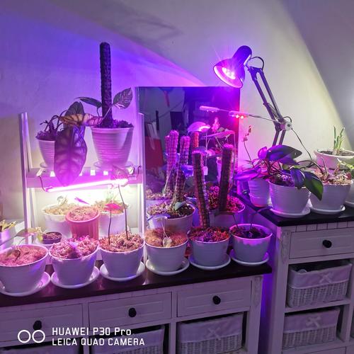 Jual Paket lampu tanaman / Grow light model duduk dan jepit - Tipe 1 ...