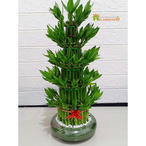 Jual LUCKY BAMBOO/BAMBU REJEKI/ BAMBU HOKI 5 SUSUN (T : 40 CM )+VAS ...