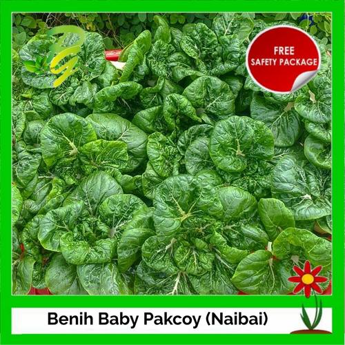 Jual Benih Sayur Baby Pakcoy / Sawi Sendok - Isi 100 Biji - Kota Serang ...