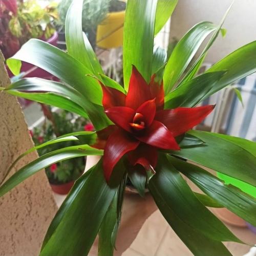 Jual Tanaman Hias Bromelia Guzmania Bunga Merah / Indoor Plant ...