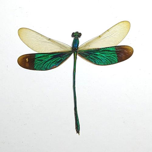 Jual AWETAN SERANGGA ASLI INDONESIA CAPUNG N. CHINENSIS - Jakarta Barat ...