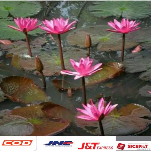 Jual bibit bunga teratai rubra merah siap tanam/bukan benih - Kab ...