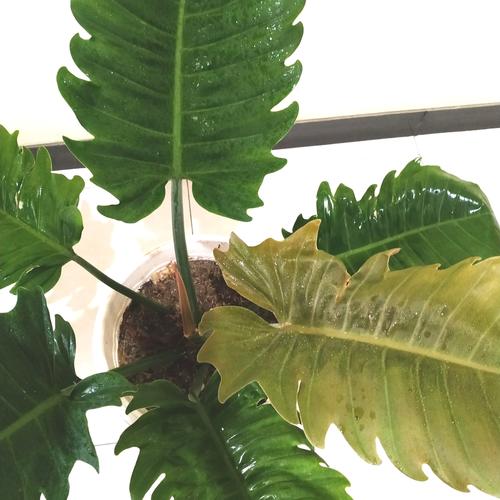 Jual philodendron Caramel / philo caramel jumbo - Kota Surabaya - b19 ...