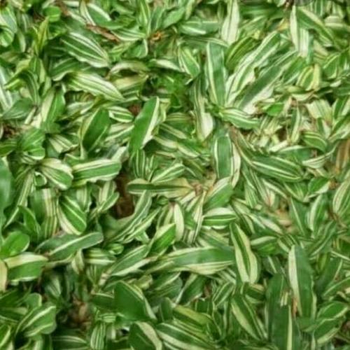 Jual tanaman hias rumput gajah mini varigata ukuran 1X1 meter - Kota ...