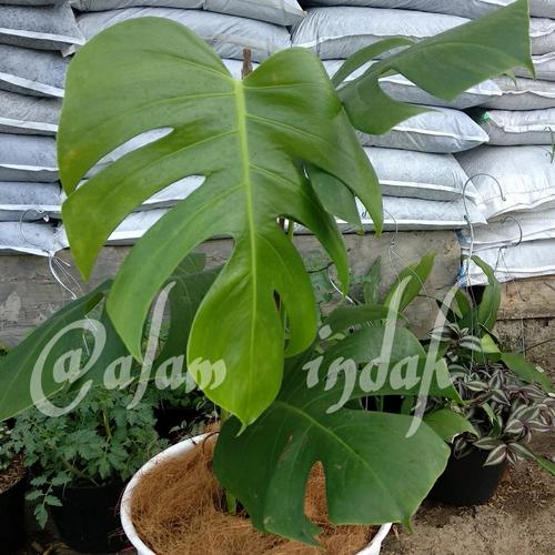 Jual tanaman hias monstera borsigiana / monstera plus pot putih ...