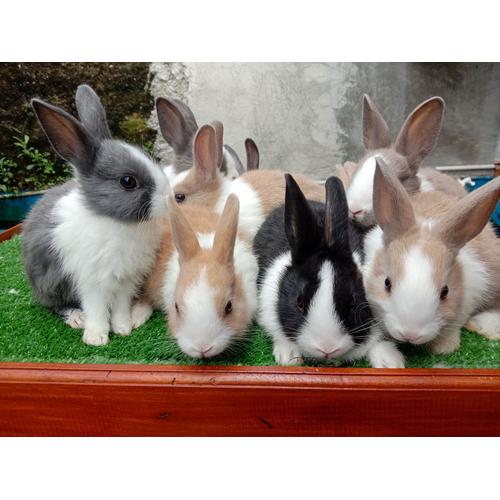 Jual Kelinci Dutch Junior Pure Breed Terawat Berkualitas Lucu Bersih ...