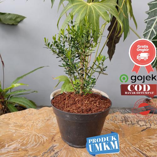 Jual Tanaman hias dalam ruangan Boksus bahan bonsai - Kab. Bandung ...