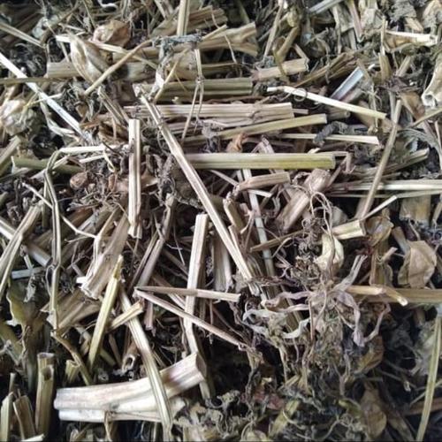 Jual Daun Ciplukan/Daun Cecendet Kering 1 kg - Jakarta Pusat ...