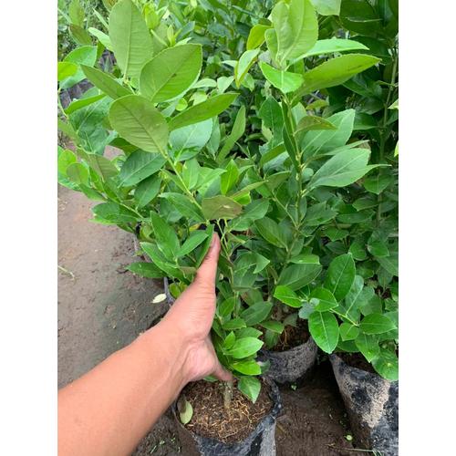 Jual Bibit Pohon Jeruk Lemon Tea Kuning - Buah Jeruk - Tanaman Jeruk ...
