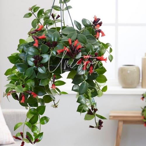 Promo Tanaman Hias Gantung Lipstik Bunga Merah / Aeschynanthus Radicans ...