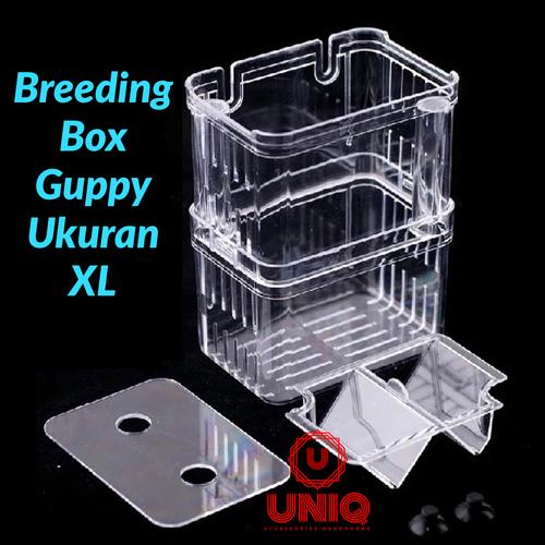 Jual Isolation Box Jumbo Size XL Breeding Box Guppy Molly Ukuran XL ...