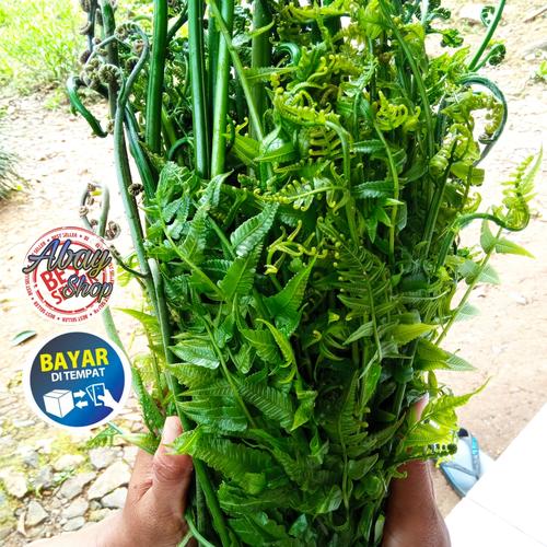Jual pakis sayur muda dan segar / ikat - Kab. Pangandaran - haji abay ...