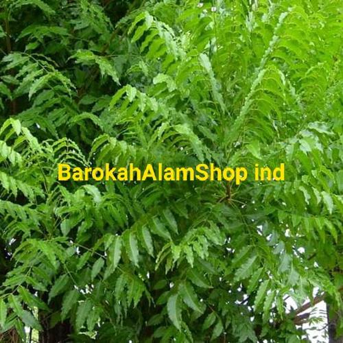 Jual DAUN MIMBA SEGAR (100gr) - Jakarta Selatan - BarokahAlamShop ind ...