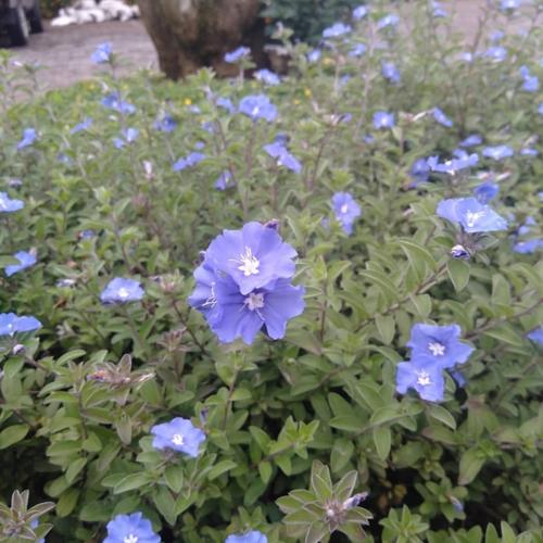 Jual tanaman hias blue eyes - bunga blue eye - Kab. Bogor ...