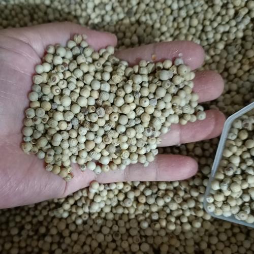 Jual Biji Lada Putih-Sahang Biji Asli Kalimantan-Biji Merica Putih-Hou ...