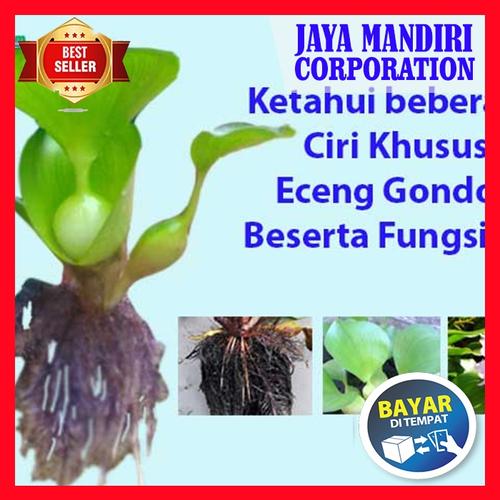 Jual daun tanaman enceng eceng gondok apu-apu murah aquascape aquarium ...