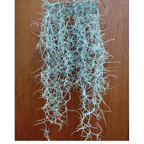 Jual tanaman hias jenggot musa nabi / tanaman spanishmoss - Jakarta ...