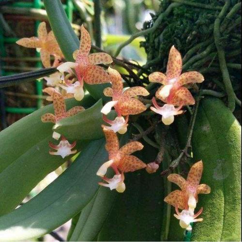 Jual anggrek grosaurdya appendicullata-anggrek mini wangi - Kab ...