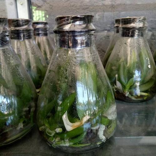 Jual bibit anggrek bulan botol lab - Kota Batu - budiluhurtani | Tokopedia