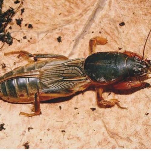 Jual gaang/orong-orong/anjing tanah - Jakarta Timur - Yoyok online shop ...