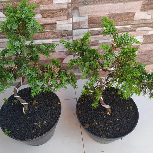 Jual Promo Murah tanaman bonsai cemara pua duri - bonsai mame cemara ...