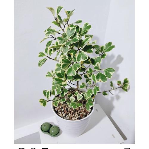 Jual tanaman ficus varigata / tanaman hias ficus butterfly varigata ...