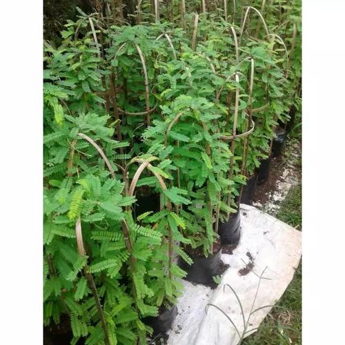 Jual Bibit Tanaman Saga Pohon Saga Tanaman Daun Saga Pohon Daun Saga ...
