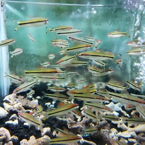 Jual Ikan Hias Ikan Denisoni Pontius Aquascape Tankmate - Jakarta Barat ...