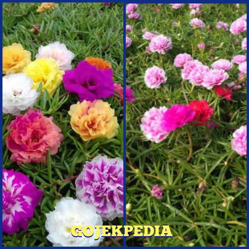 Jual Tanaman Hias Krokot Bunga Krokot Tanaman Sutra Bombay - Kota ...