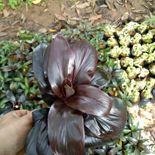 Jual tanaman hias hanjuang mini / andong mini - Kab. Bogor - Bercocok ...