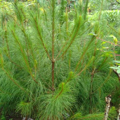 Jual Bibit Pohon Cemara Pinus Merkusii Tanaman Cemara Pinus Tinggi 1 ...