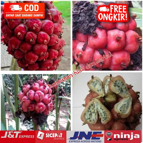 Jual Buah Honje Merah/Kecombrang Laka Asam Cekala Langka - Kab ...