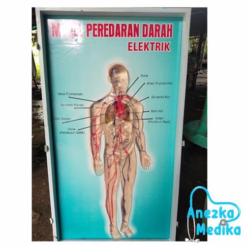 Jual CHART ANATOMI ELETRIK / MODEL PEREDARAN DARAH ELETRIK - Jakarta ...
