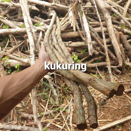 Jual Ranting kayu jati kerajinan dan turus tanaman hias - 70cm - Kota ...