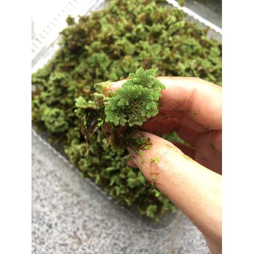 Jual azolla microphylla bibit ternak pakan unggas ikan alternatif paket ...