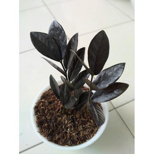 Jual Tanaman Hias Zamioculcas Zamiifoliaraven Black / Black Zamia ...