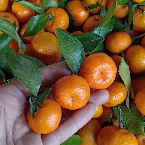 Jual BUAH JERUK SHANTANG DAUN SEGAR DAN MANIS - Jakarta Barat - KIOS ...