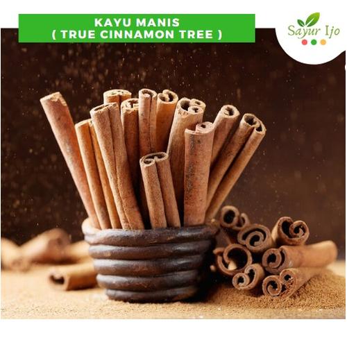 Jual Kayu Manis Batang Utuh 100 Gram Fresh Grade A True Cinnamon Tree ...