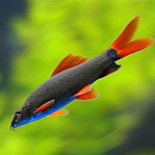 Jual Ikan Hias Ikan Red Fin Aquascape Tankmate - Jakarta Barat - Mars ...