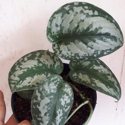 Jual Silver Pothos - Satin Pothos - Scindapsus pictus - Jakarta Selatan ...