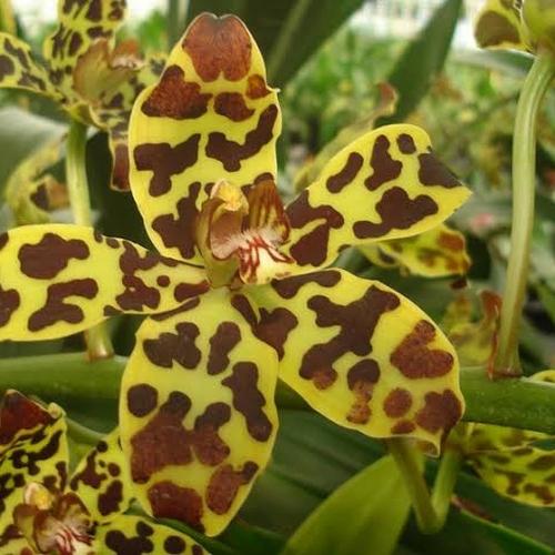 Jual Bibit Anggrek Macan atau Gramatophyllum scriptum - Kab. Malang ...