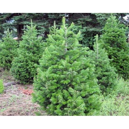 Jual Benih Siberian Fir Tree Pohon Cemara Siberia ORIGINAL IMPORT RUSIA ...