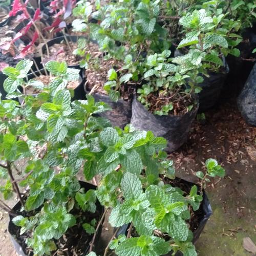 Jual Tanaman Mint - Bibit Pohon Daun Mint⠀⠀⠀⠀⠀⠀⠀⠀ - Kota Depok - Chitra ...